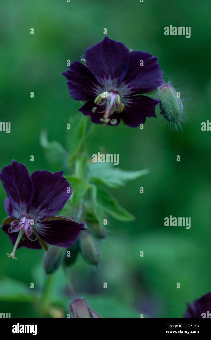 Prolifically beautiful ground cover Geranium Phaeum var Phaeum Samobor ...