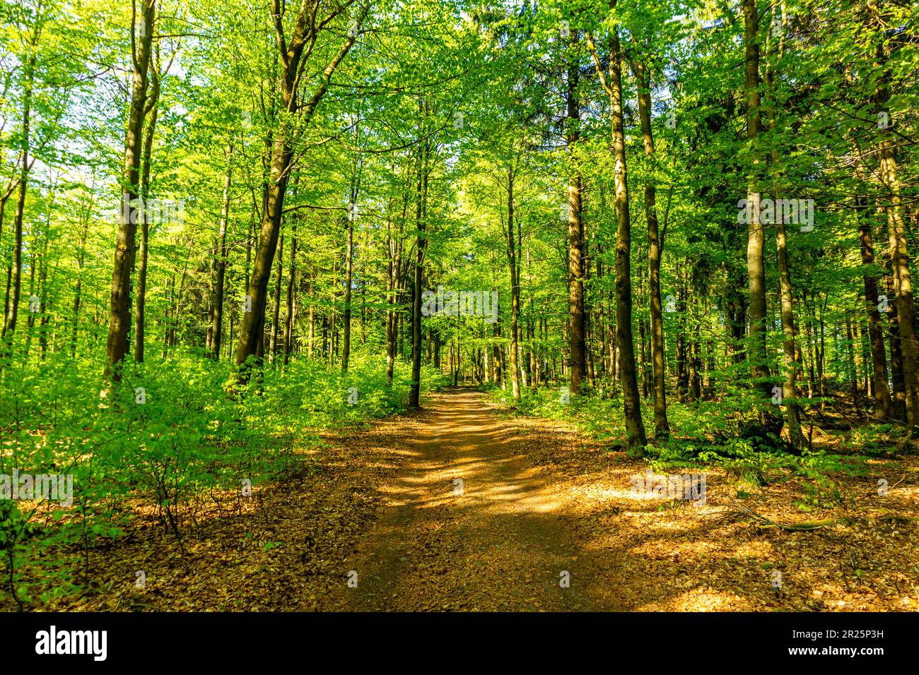 First steps along the Rennsteig between Hörschel and Blankenstein in ...