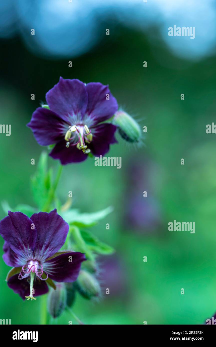 Geranium samobor garden hi-res stock photography and images - Alamy