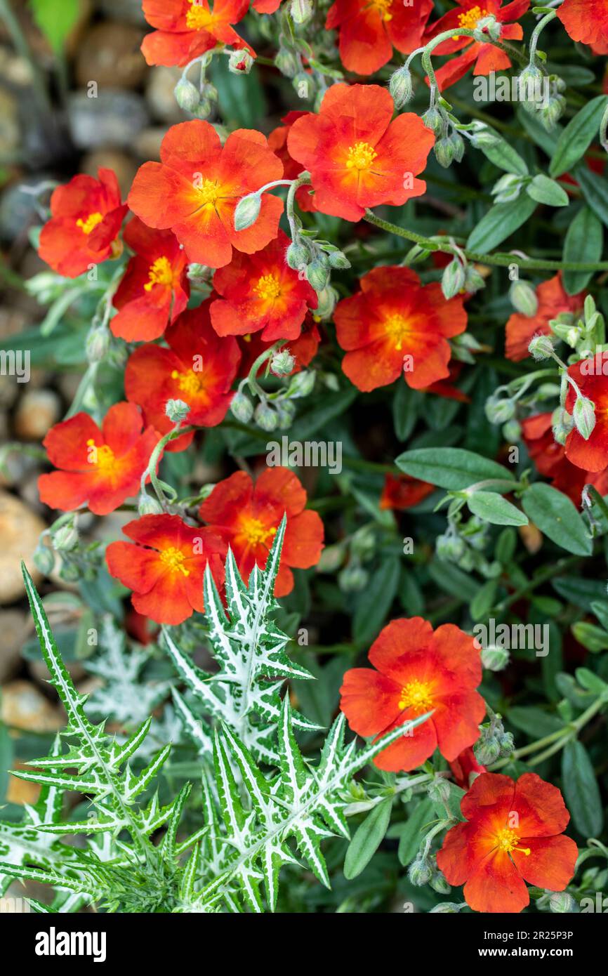 Prolific groundcover Helianthemum 'Henfield Brilliant' flowers. Natural ...