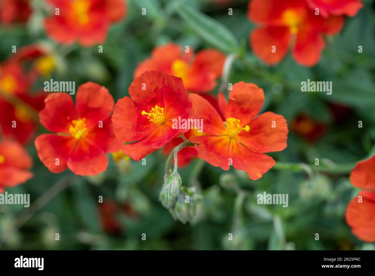 Prolific groundcover Helianthemum 'Henfield Brilliant' flowers. Natural ...