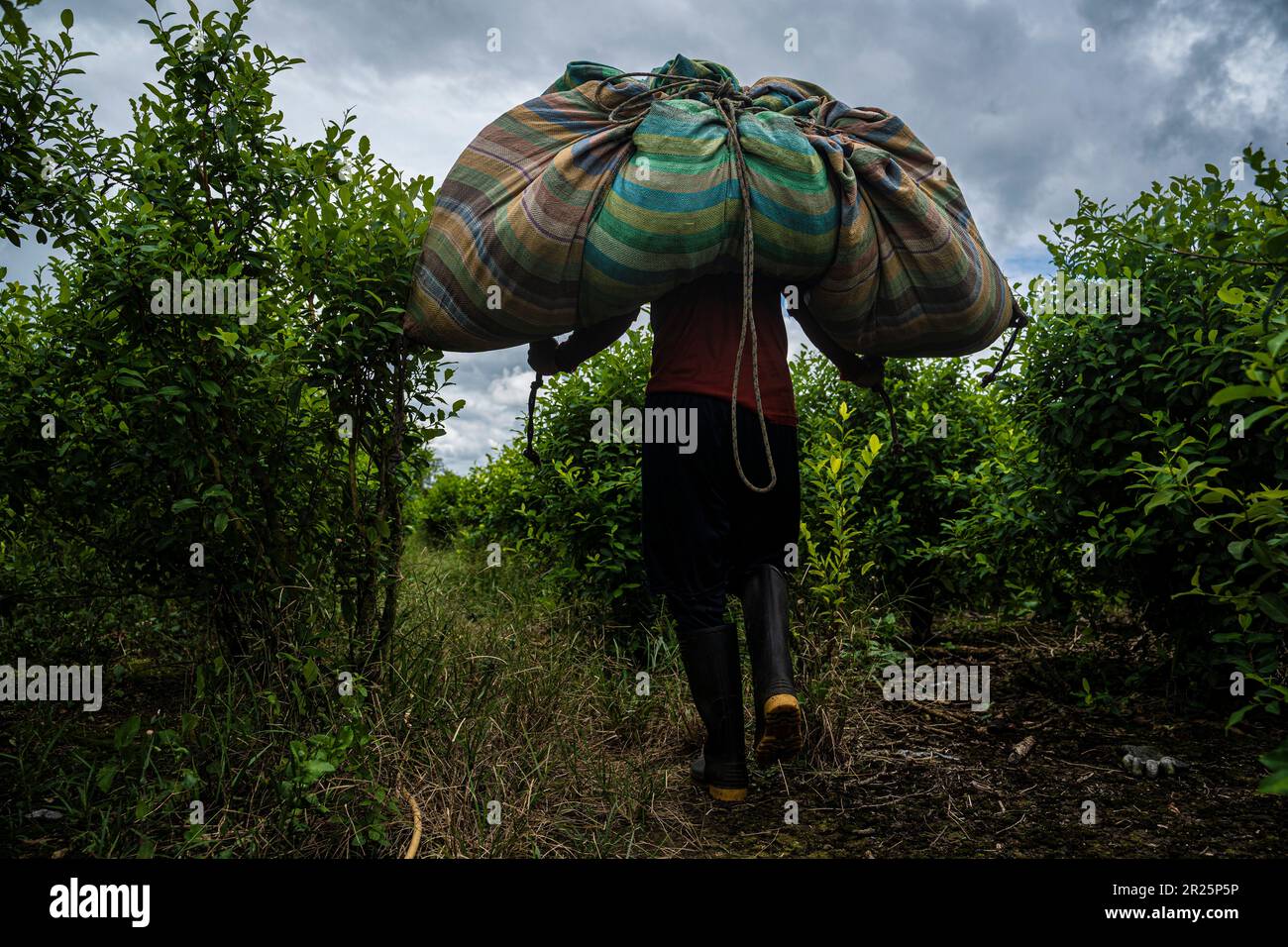 Llorente, Colombia. 11th May, 2023. A harvester carries coca leaves on ...
