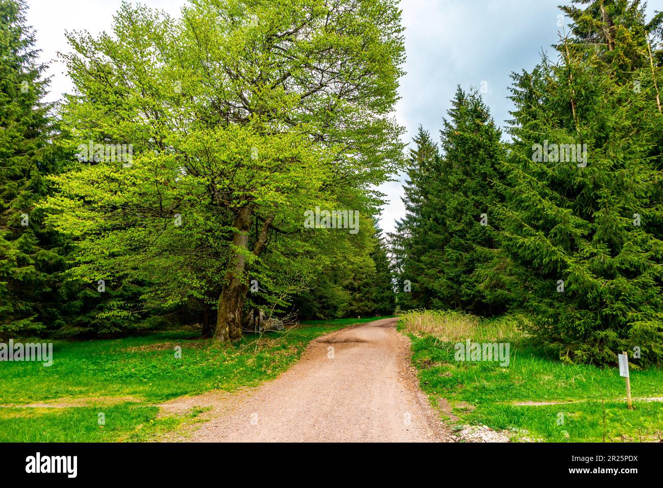 First steps along the Rennsteig between Hörschel and Blankenstein in ...