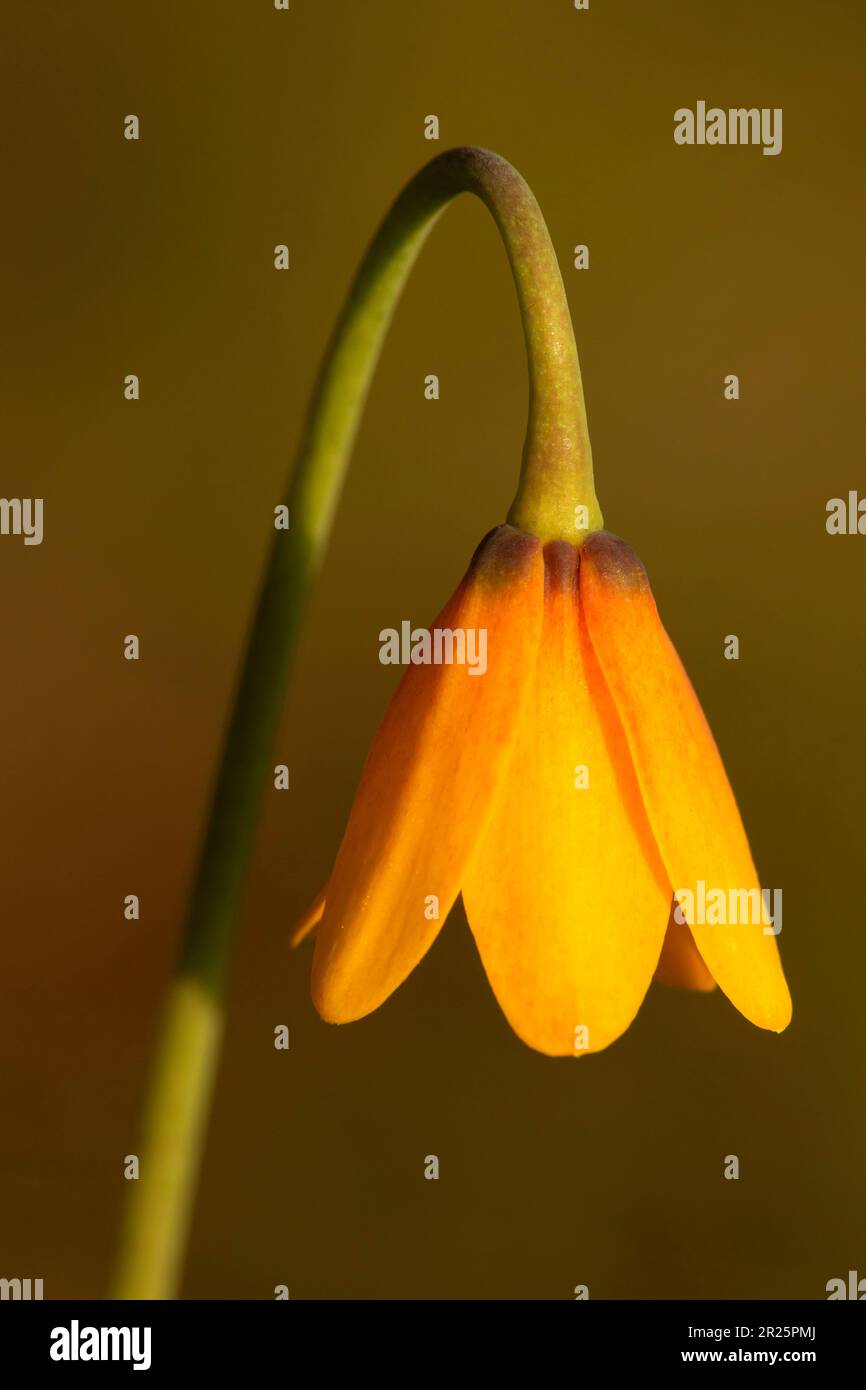 Bell's hill hi-res stock photography and images - Alamy