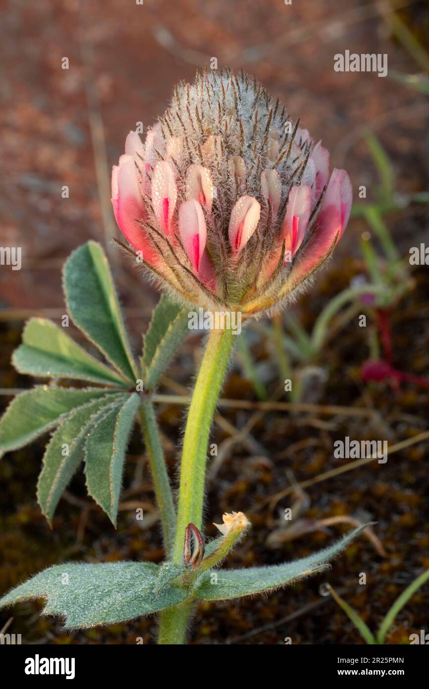 Giant-Head Clover (Trifolium macrocephalum) along Sagehen Hill Nature ...