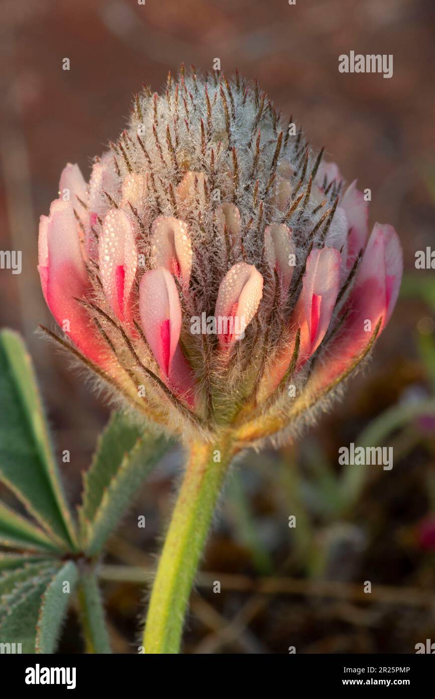 Giant head clover hi-res stock photography and images - Alamy