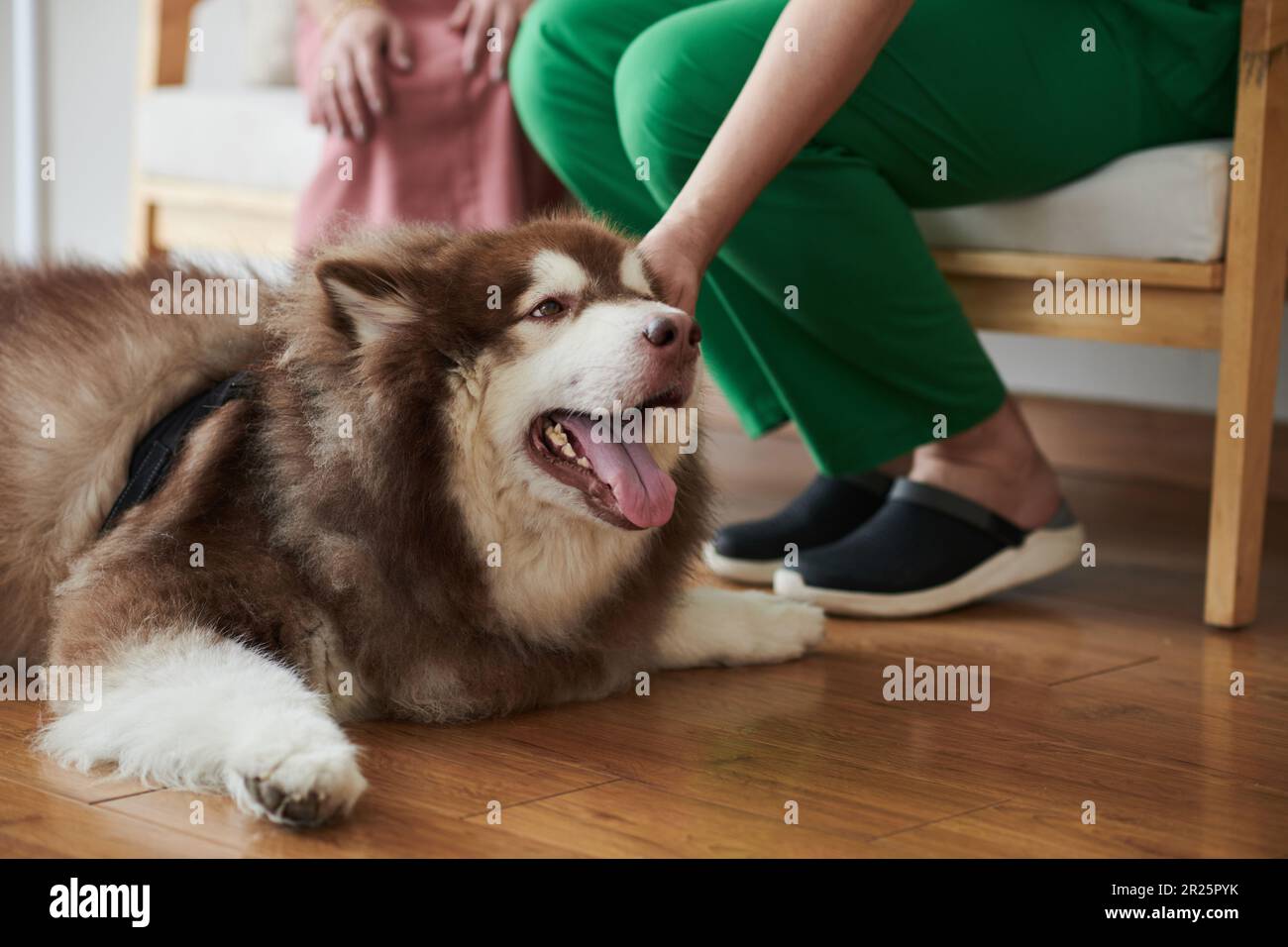 Happy Samoyed dog enjoyed being stroked by veterinarian dog Stock Photo ...