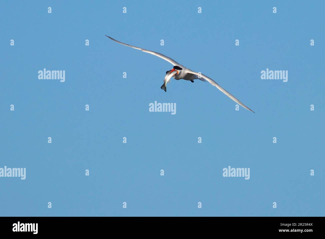 Caspian Tern (Hydroprogne caspia), Burns Pond Wildlife Area, Oregon ...