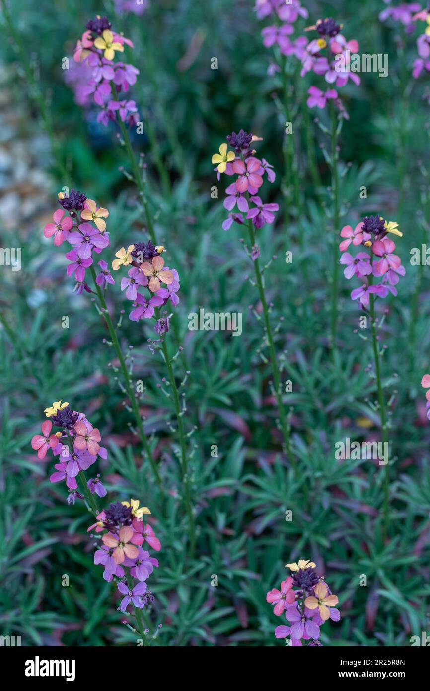 Stately close up environmental plant portrait of Erysimum Mutabile ...