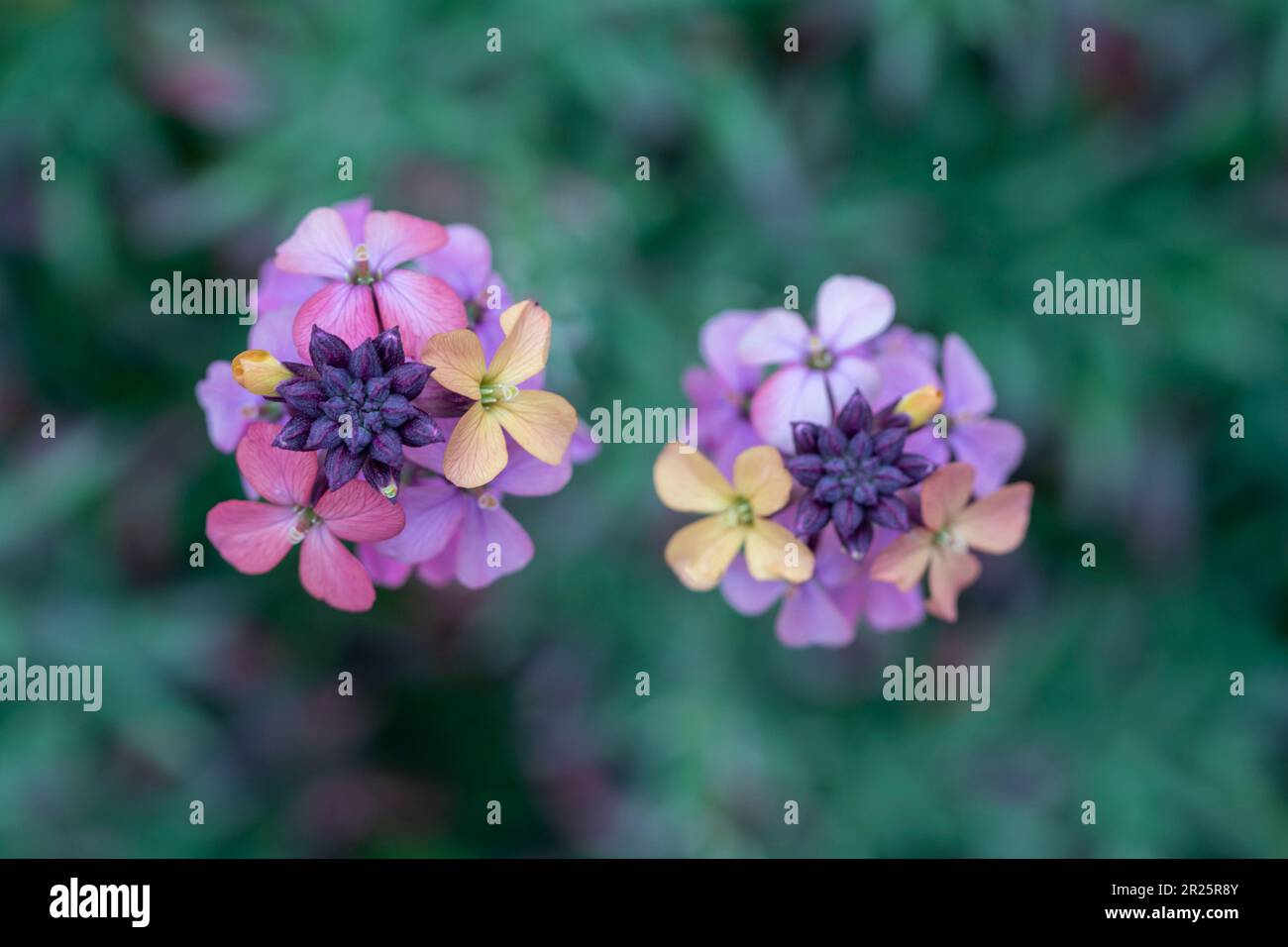 Stately close up environmental plant portrait of Erysimum Mutabile ...