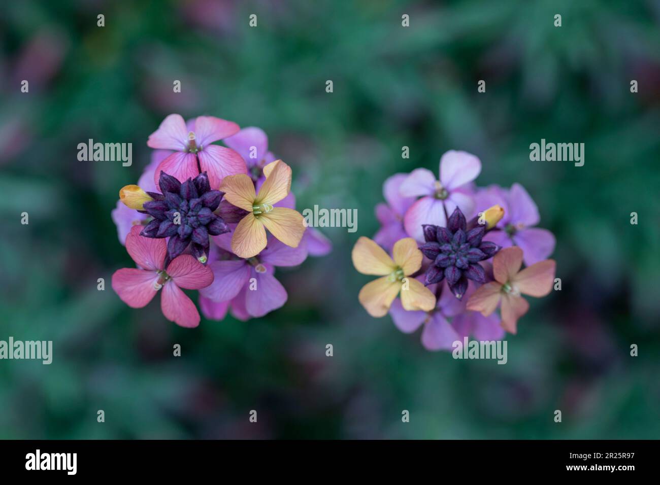 Stately close up environmental plant portrait of Erysimum Mutabile ...
