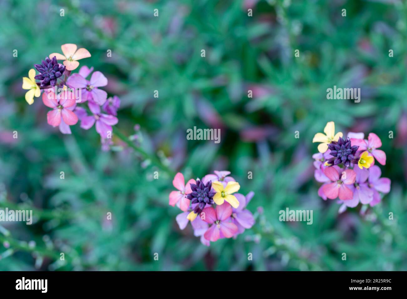 Stately close up environmental plant portrait of Erysimum Mutabile ...