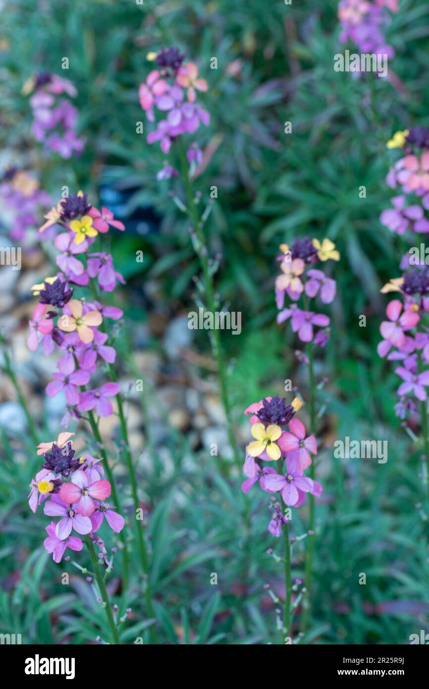 Stately close up environmental plant portrait of Erysimum Mutabile ...