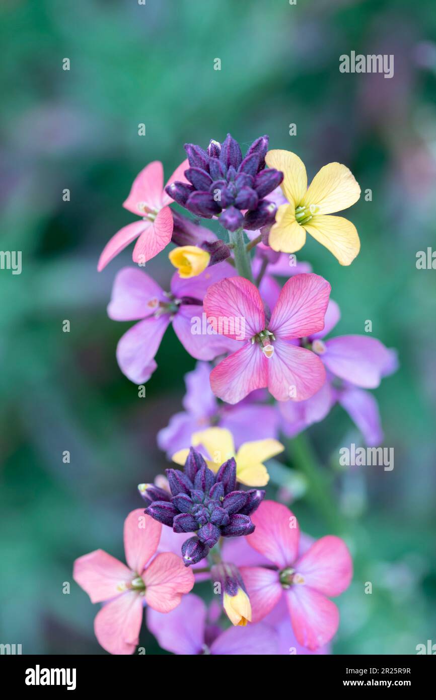 Stately close up environmental plant portrait of Erysimum Mutabile ...