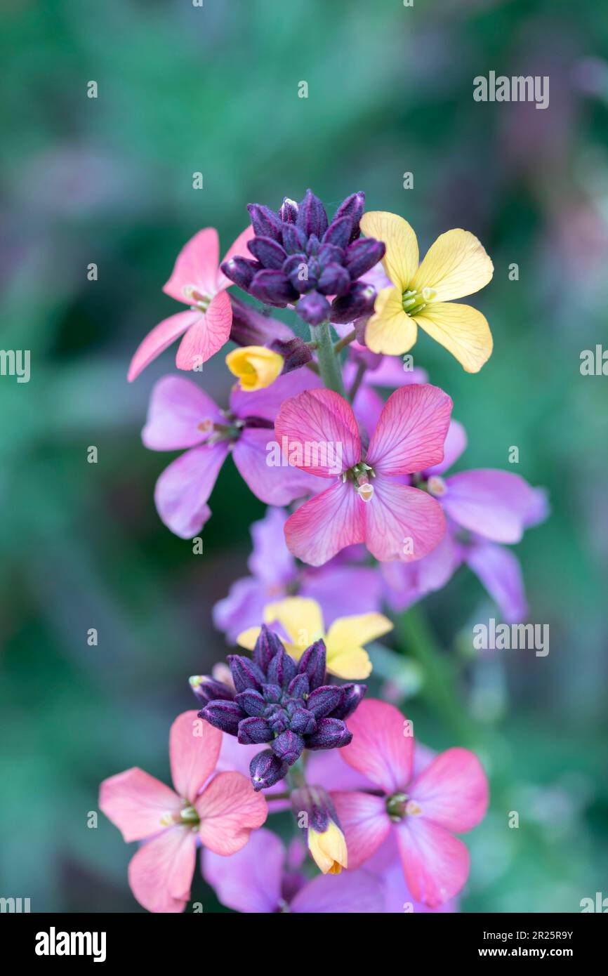 Stately close up environmental plant portrait of Erysimum Mutabile ...