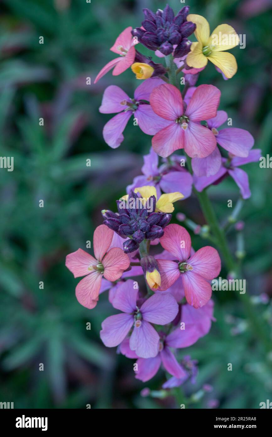 Stately close up environmental plant portrait of Erysimum Mutabile ...