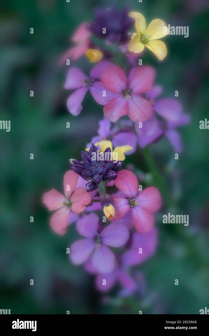 Stately close up environmental plant portrait of Erysimum Mutabile ...