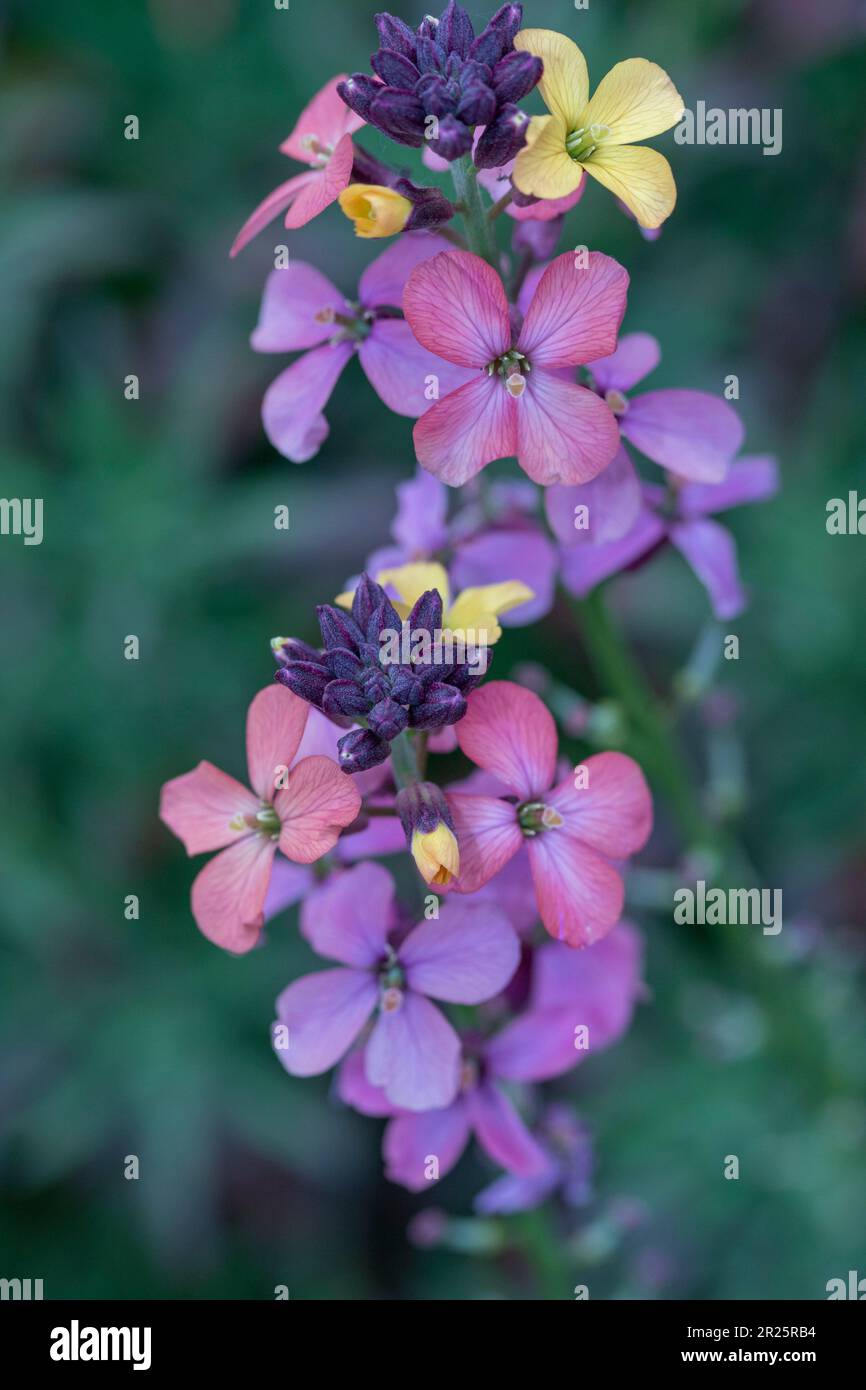 Stately close up environmental plant portrait of Erysimum Mutabile ...