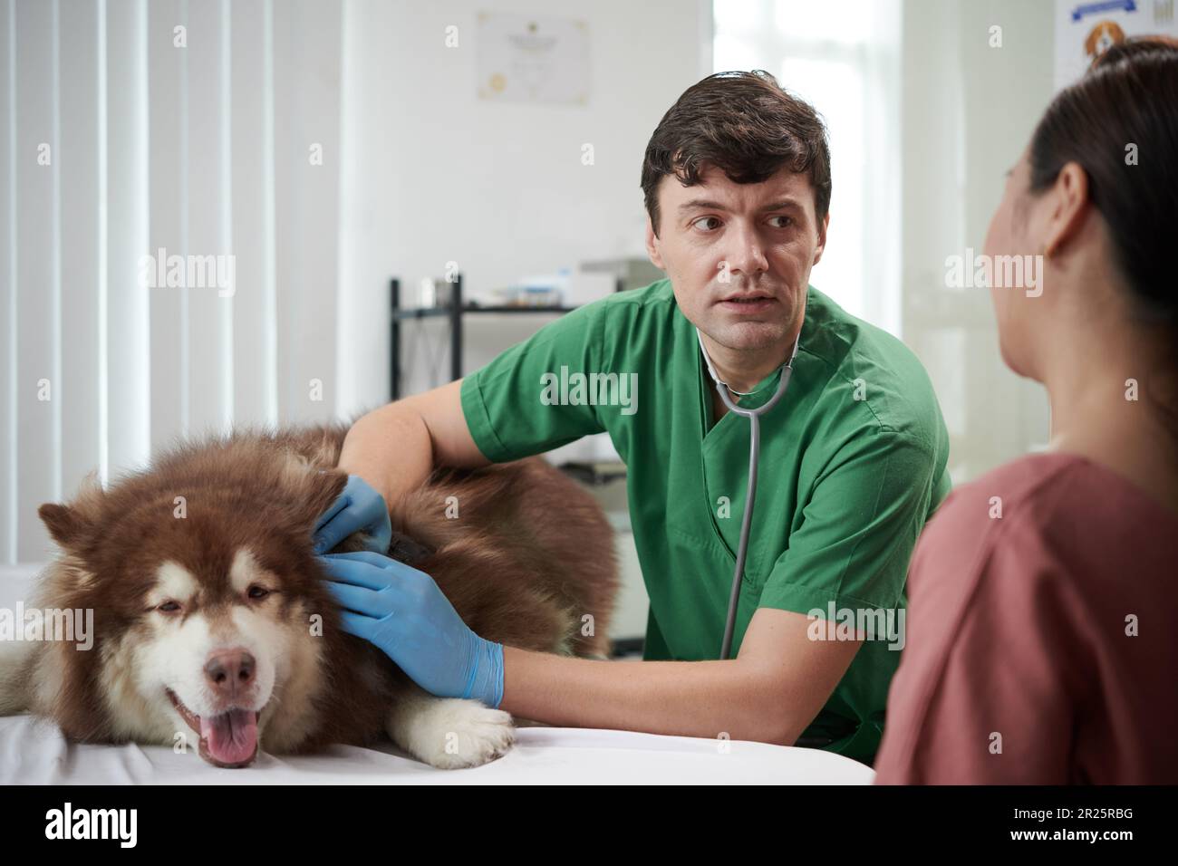 Doctor palpating Samoyed dog and talking to owner Stock Photo - Alamy