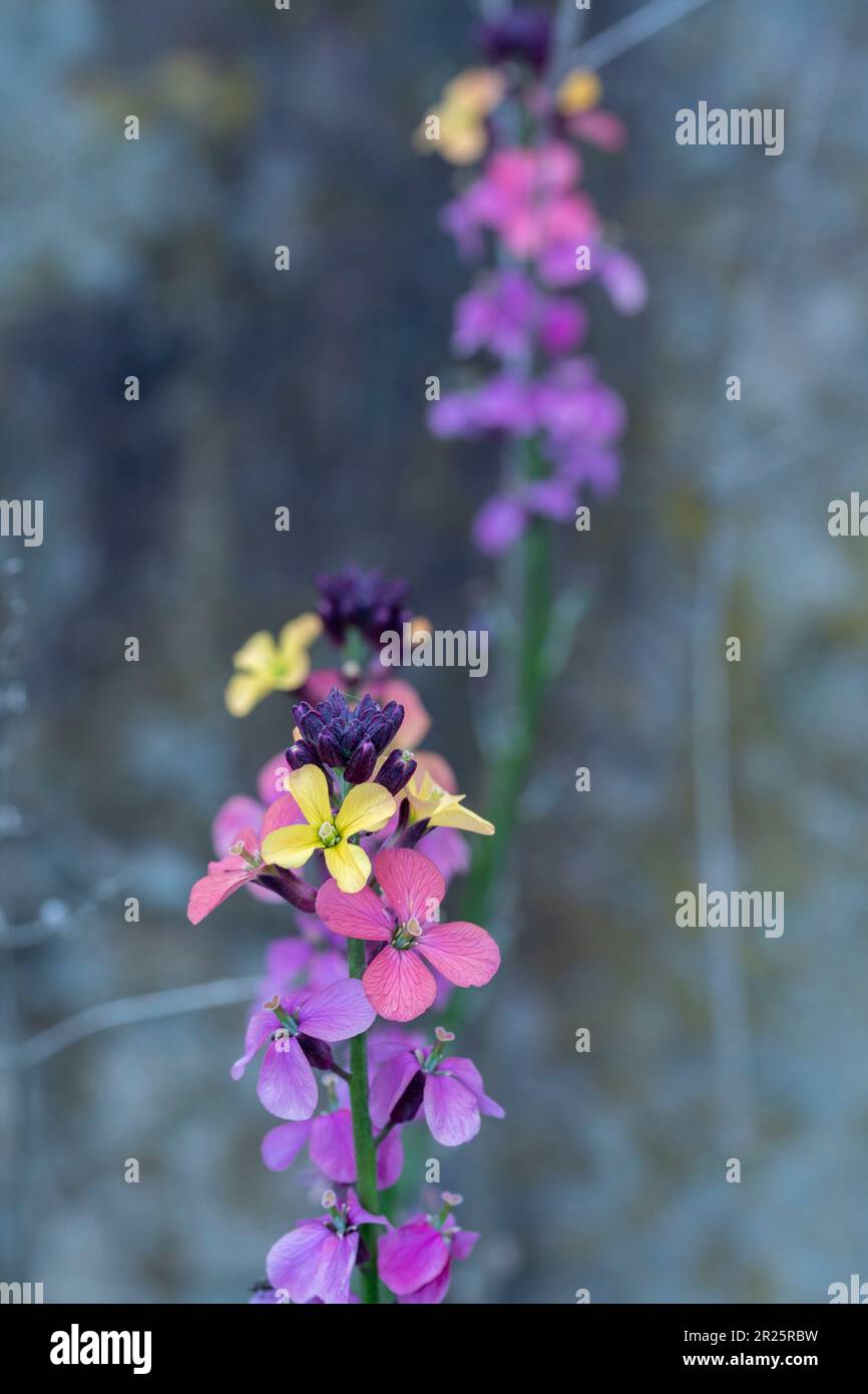 Stately close up environmental plant portrait of Erysimum Mutabile ...