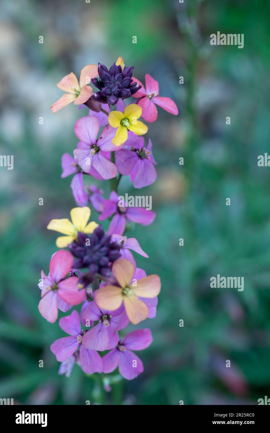 Stately close up environmental plant portrait of Erysimum Mutabile ...