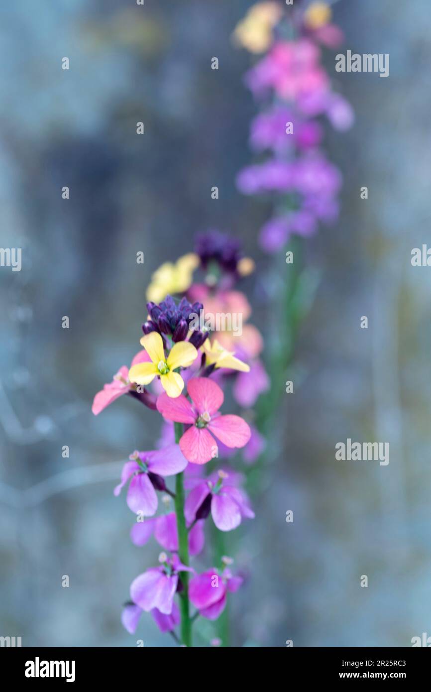 Stately close up environmental plant portrait of Erysimum Mutabile ...