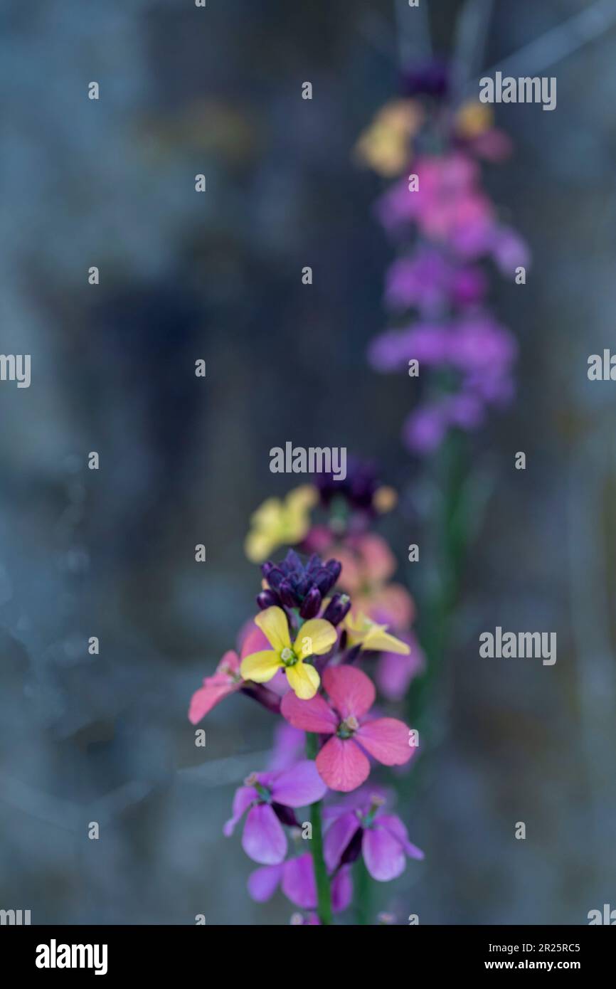 Stately close up environmental plant portrait of Erysimum Mutabile ...