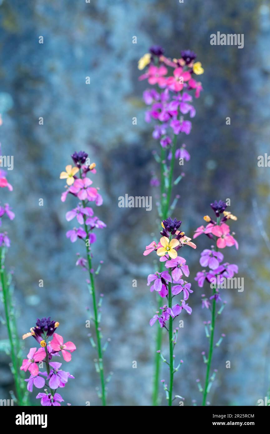 Stately close up environmental plant portrait of Erysimum Mutabile ...