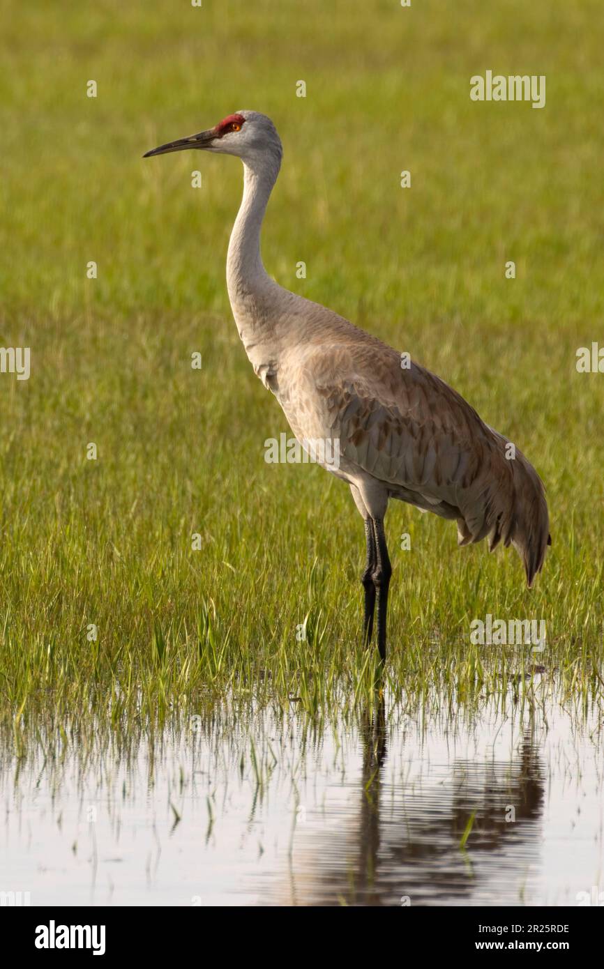 Antigone canadensis hi-res stock photography and images - Alamy