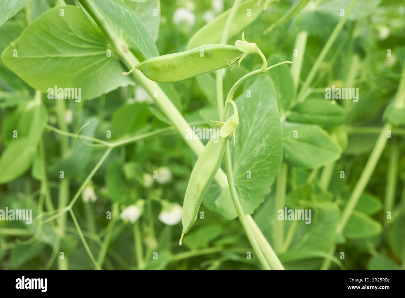 Young peas growing at an organic greenhouse farm, selective focus Stock ...