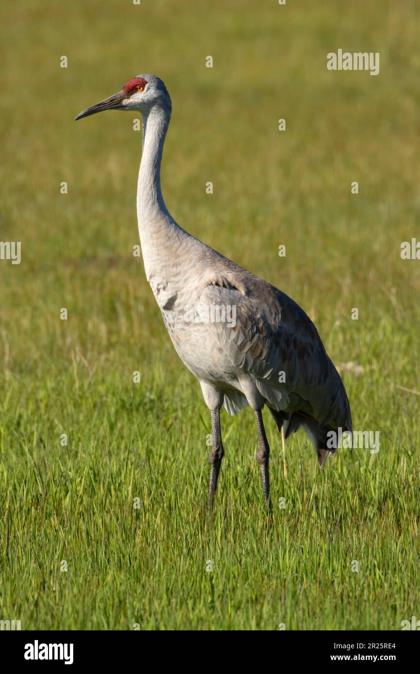 Antigone canadensis hi-res stock photography and images - Alamy