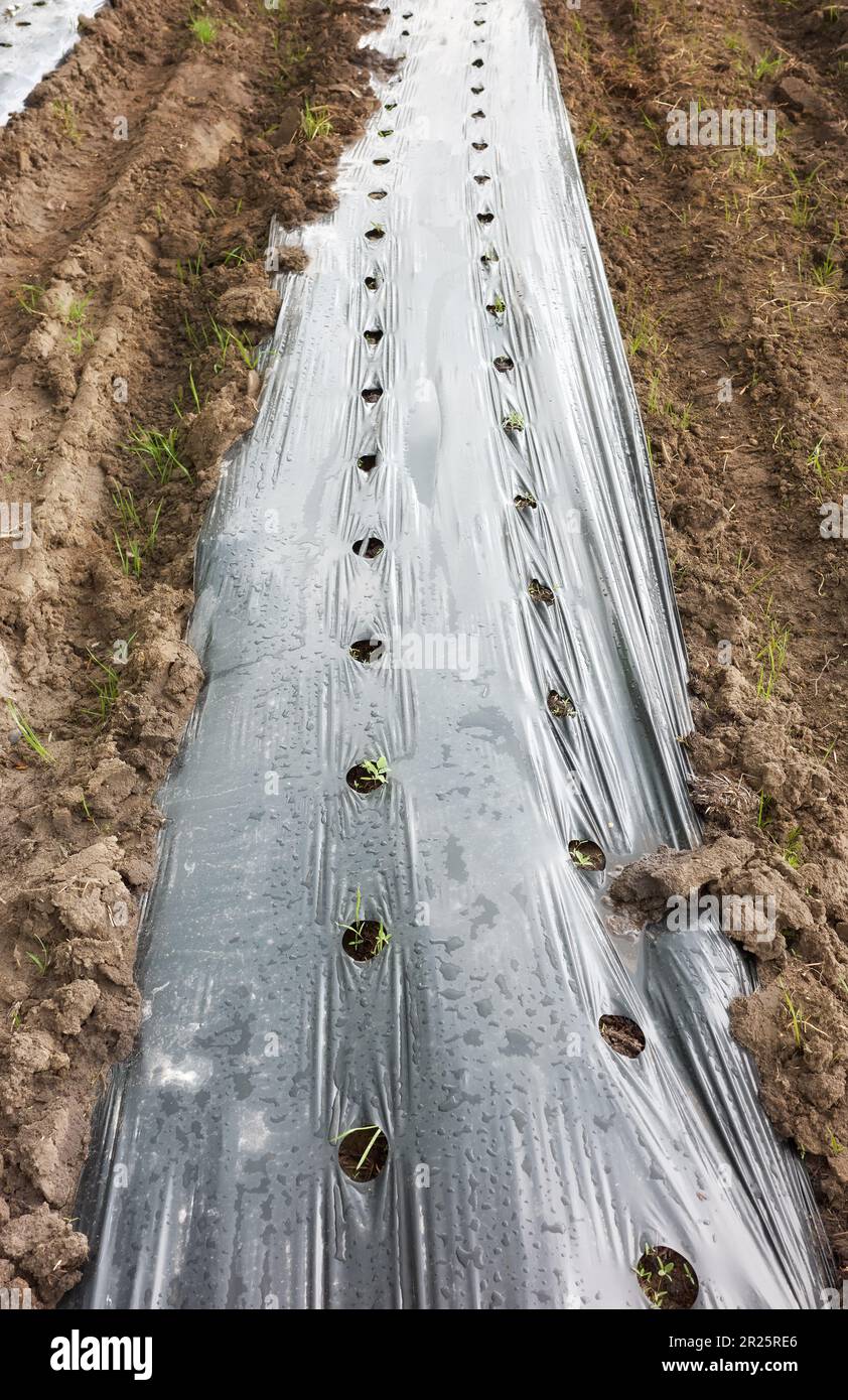 Rising organic seedlings in polyethylene mulch cover, selective focus ...