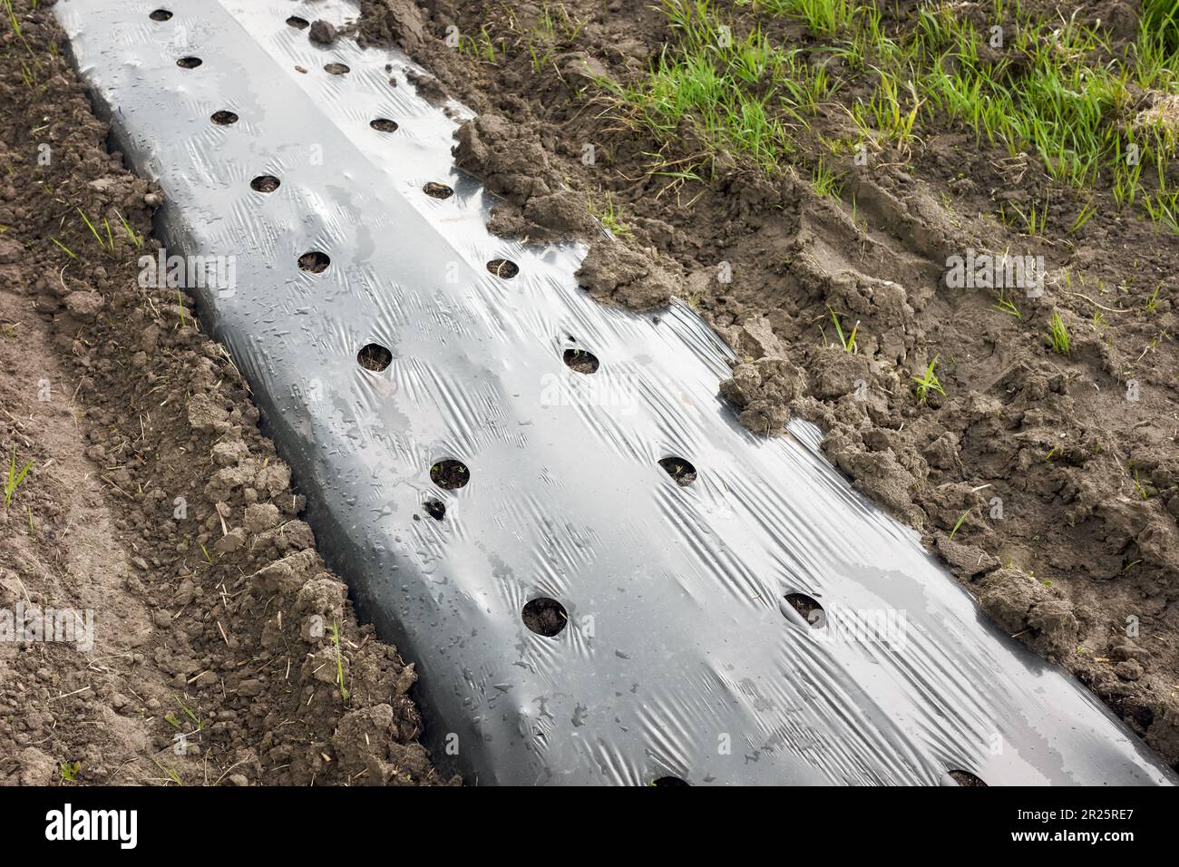 Rising organic seedlings in polyethylene mulch cover, selective focus ...