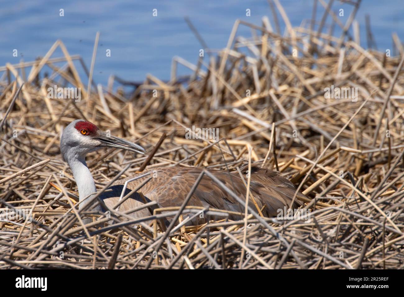 Sandhill crane (Antigone canadensis) on nest, Harney County, Oregon ...