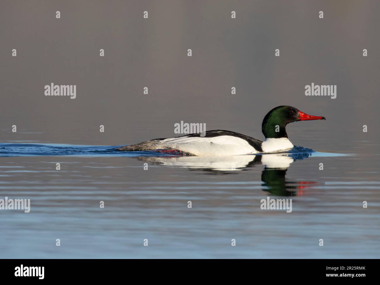 Common merganser (Mergus merganser) on Krumbo Reservoir, Malheur ...