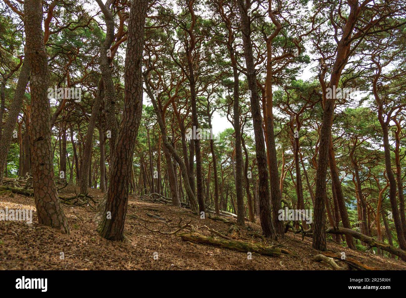 Old forest in Taunus mountains near Frankfurt Stock Photo - Alamy