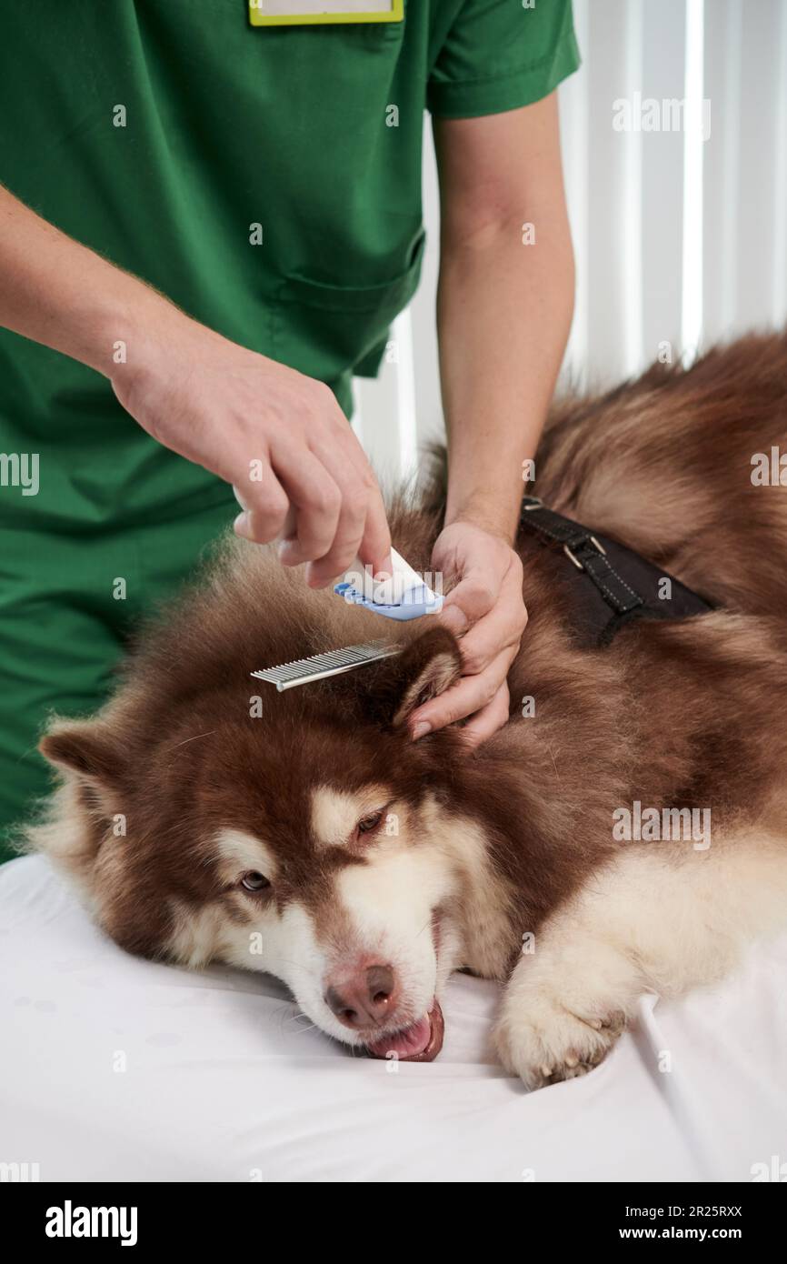 Vet shaving dog hi-res stock photography and images - Alamy