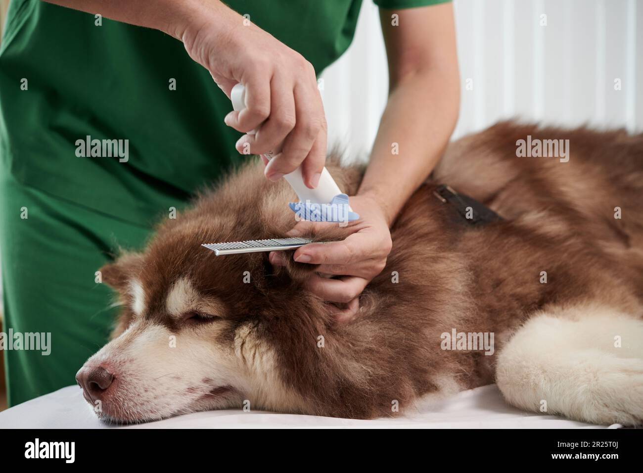 Samoyed dog enjoying getting shaved in grooming salon Stock Photo - Alamy
