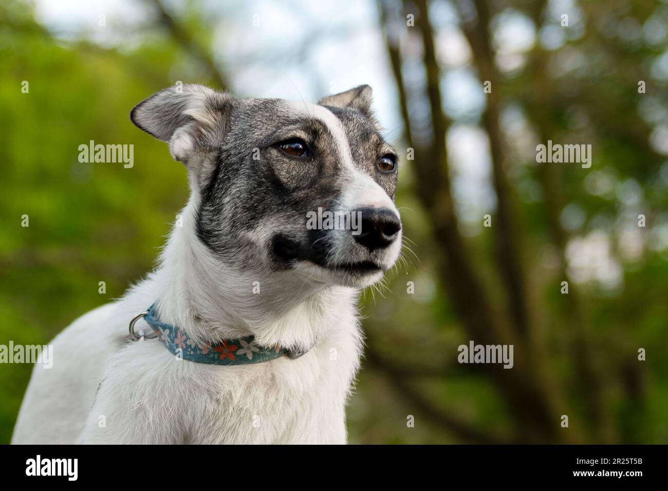 Portrait of a mongrel dog in nature. Closeup photo of an adorable dog ...