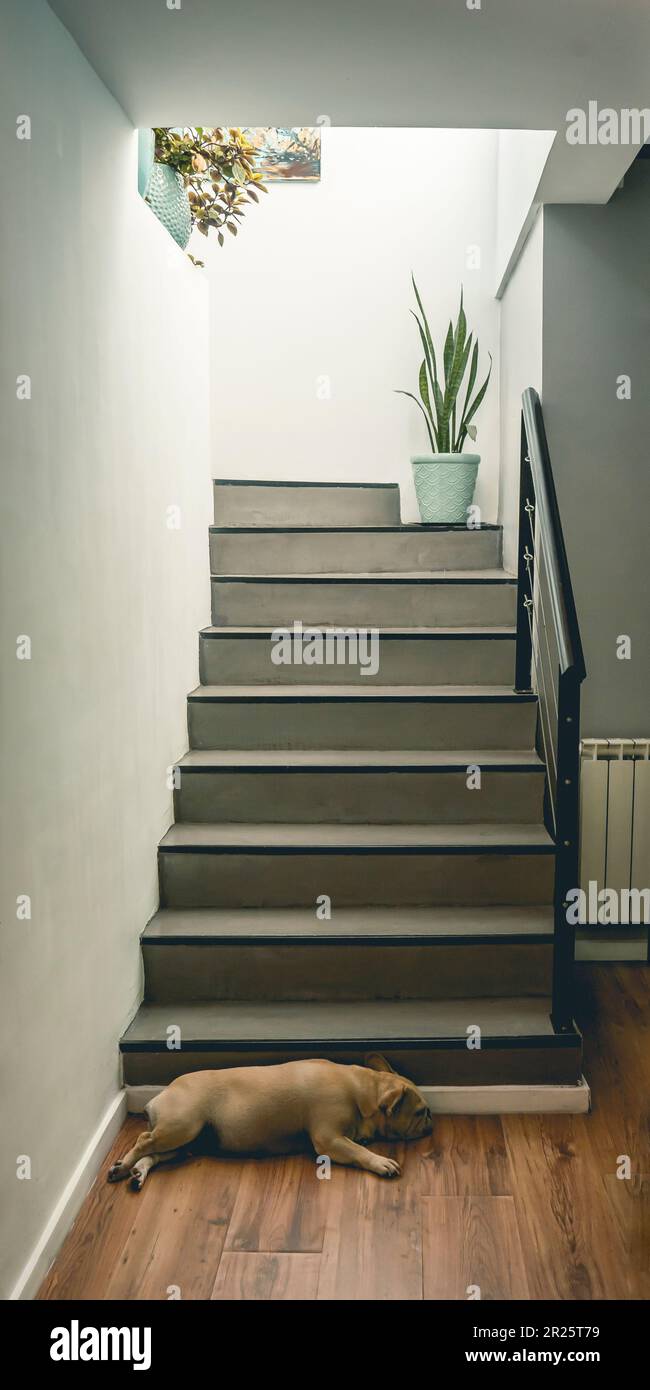 View of a home interior modern staircase and a dog sleeping on the ...