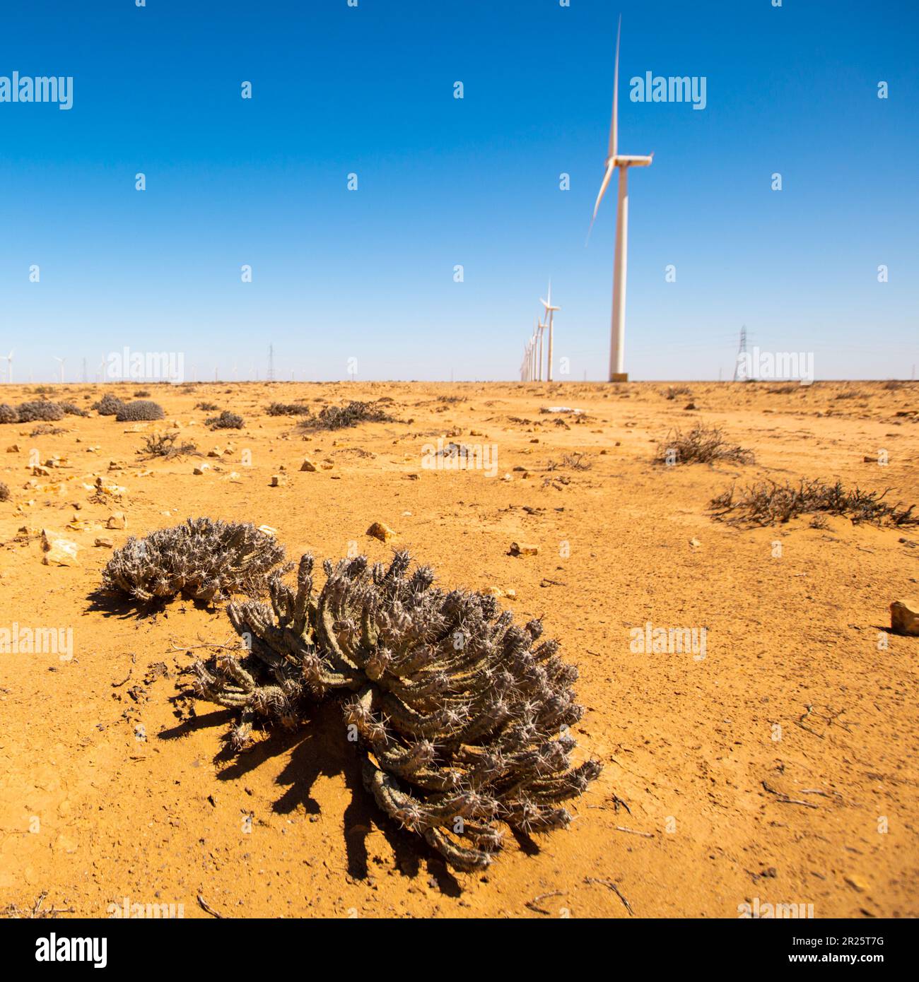 Cactus plant and wind turbines in the park of Tarfaya in Morocco Stock ...
