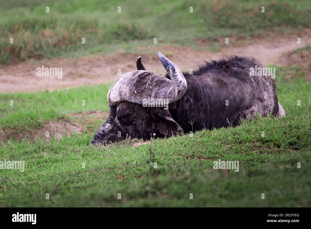 Close up of a wild large african buffalo, cape buffalo, sleeping in the ...