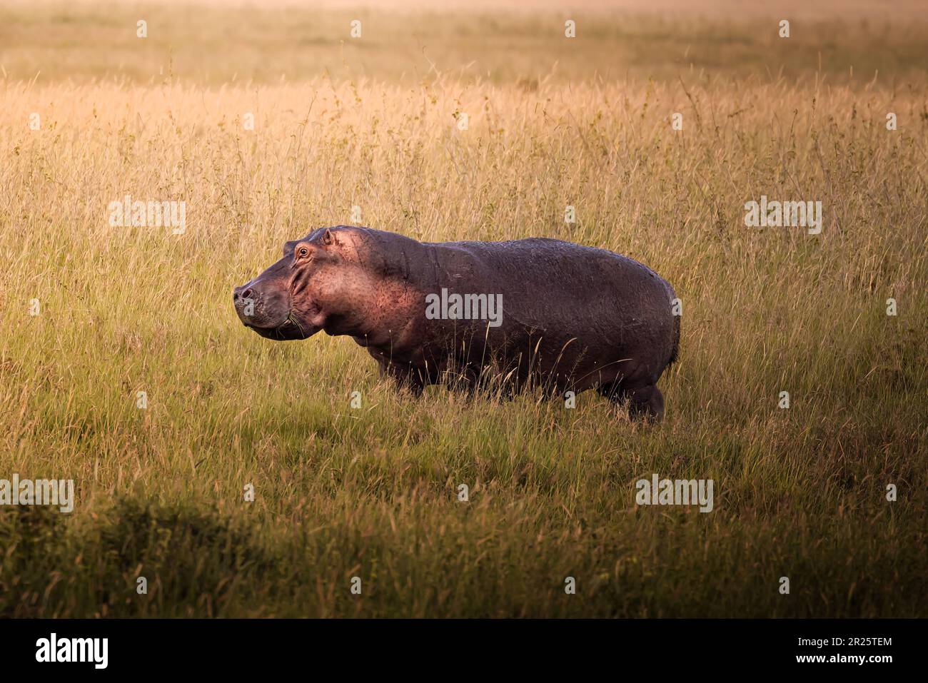 Wild big grey african hippo in the savannah in the Serengeti National ...