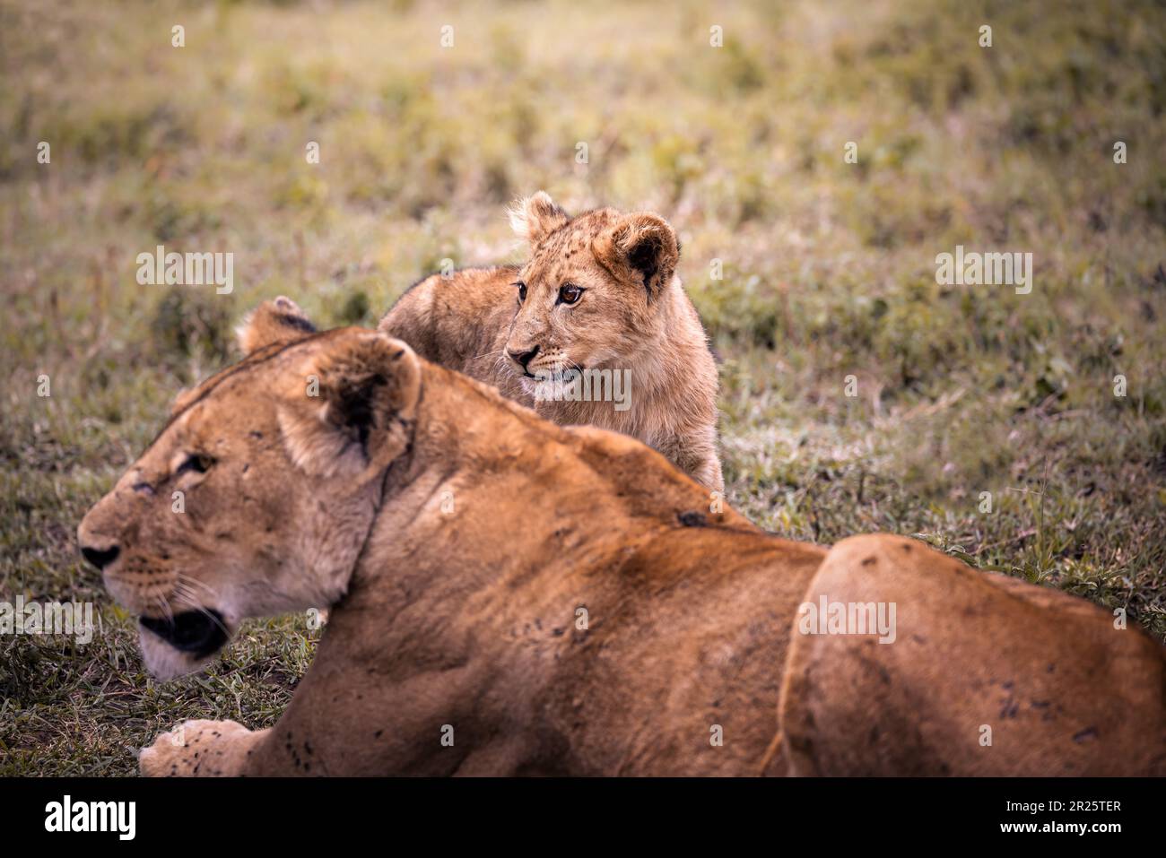 Wild majestic lion cub, simba, with his mother, a lioness, lion family ...