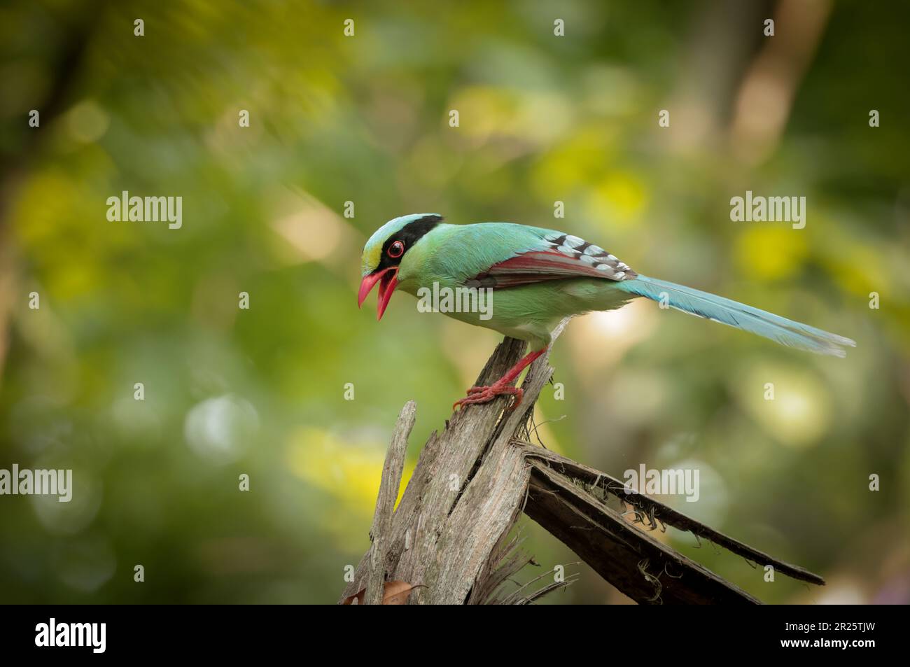 common green magpie is a medium-sized member of the crow family native ...
