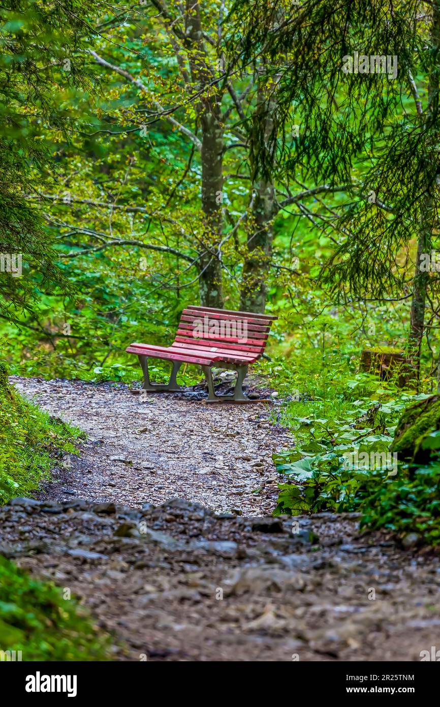 Photo of a bench for resting in the forest on a hiking trail ...