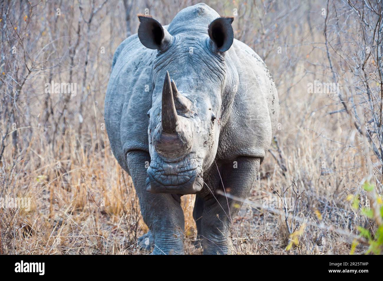 Footage of a rhino standing from the front at dusk photographed in ...