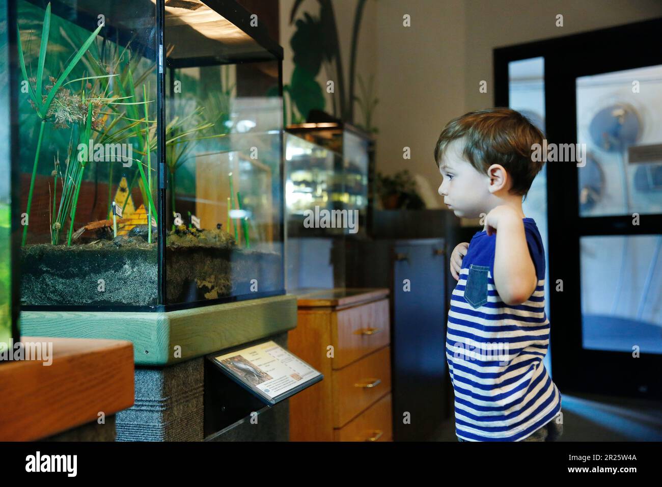 Jackson Ahern, 2, stands on a stool to peek into the dung beetle ...
