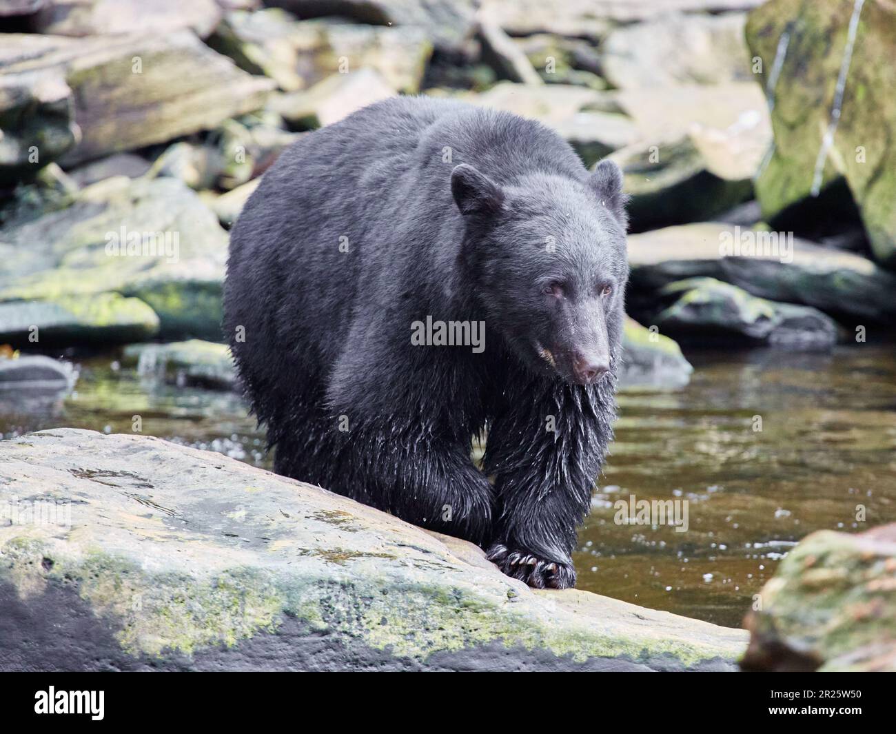 Black bear standing on rocks Stock Photo - Alamy