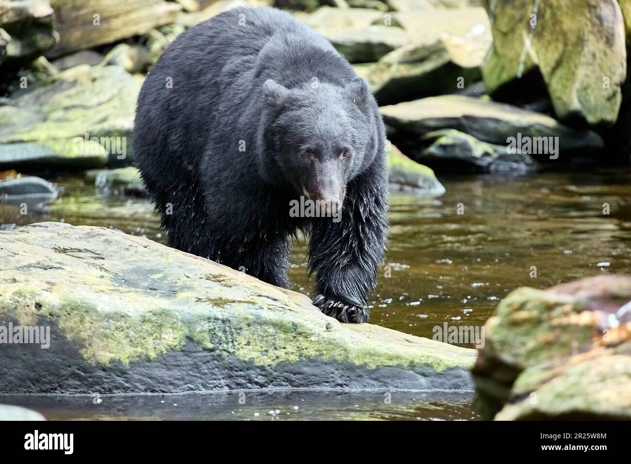 Approaching black bear hi-res stock photography and images - Alamy